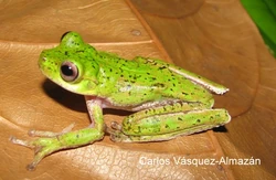 Chinamococh Stream Frog | Animal Database | Fandom
