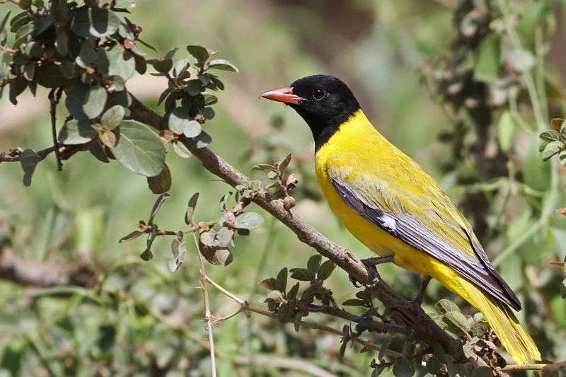 Ethiopian Oriole | Animal Database | Fandom