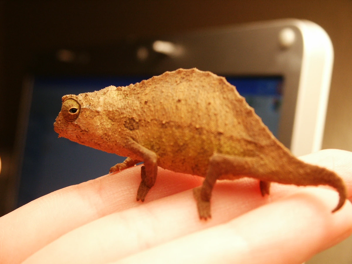 Bearded Pygmy Chameleon | Animal Database | Fandom