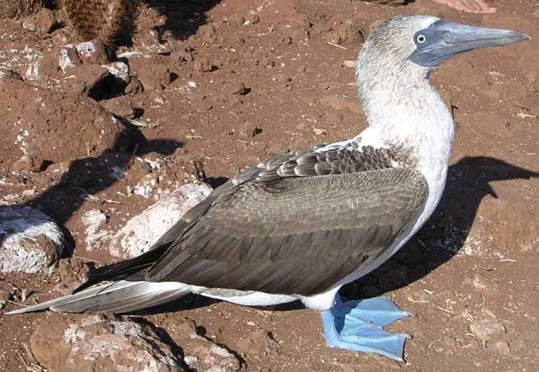 Blue-footed Booby | Animal Database | Fandom