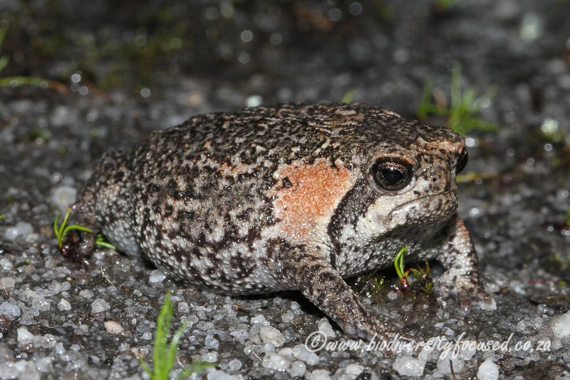 Mountain Rain Frog | Animal Database | Fandom