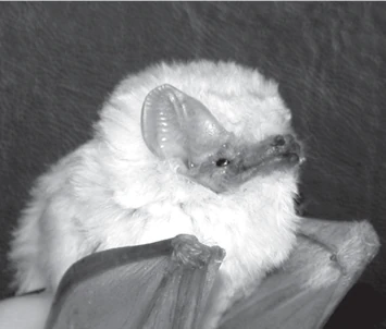 Lesser Ghost Bat | Animal Database | Fandom