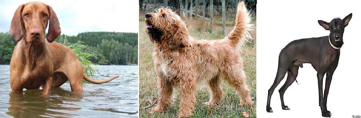 Vulnerable Dog Breeds | Animal Database | Fandom