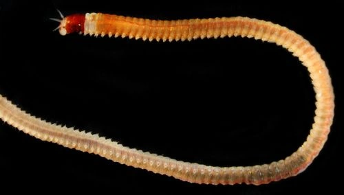 Lysidice collaris | Animal Database | Fandom