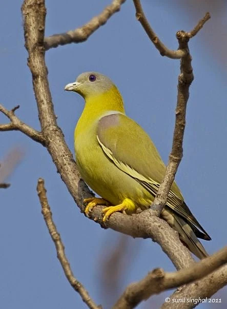 Yellow-footed Green Pigeon | Animal Database | Fandom