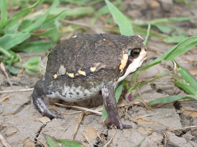Power's Rain Frog | Animal Database | Fandom