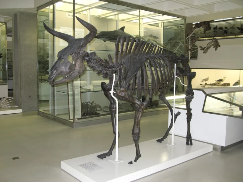 Bos acutifrons | Animal Database | Fandom