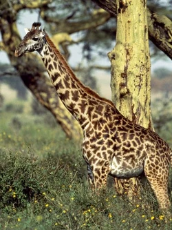 Giraffe | Animal Database | Fandom