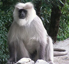 Kashmir Gray Langur | Animal Database | Fandom