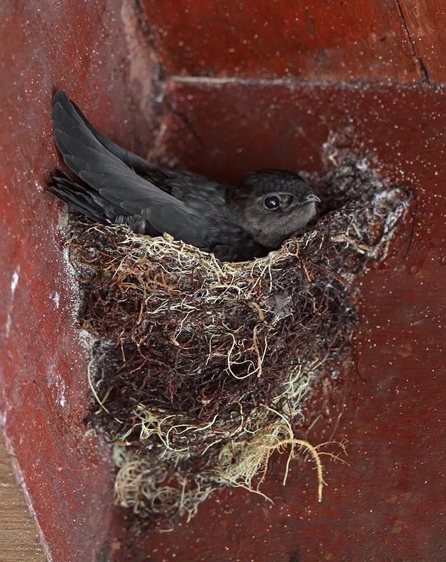 Bornean Swiftlet | Animal Database | Fandom