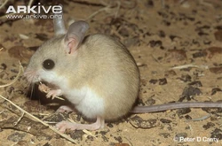 Fawn Hopping Mouse | Animal Database | Fandom