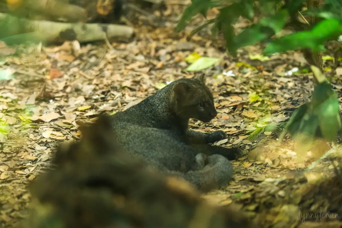 Jaguarundi | Animal Database | Fandom