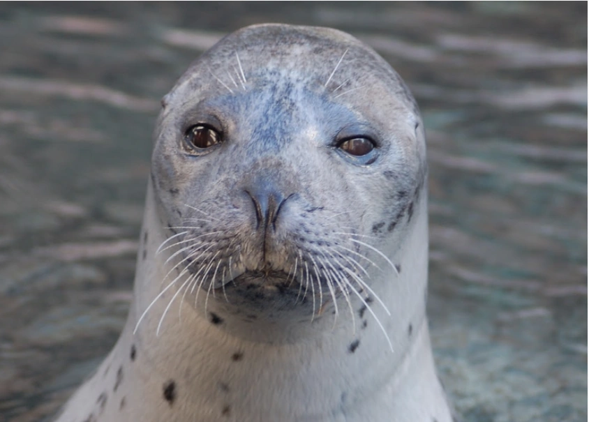 Trumpet | Animal Database | Fandom