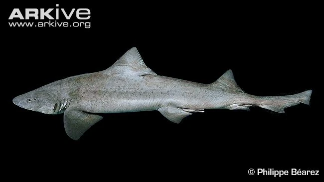 Sharpfin Houndshark | Animal Database | Fandom