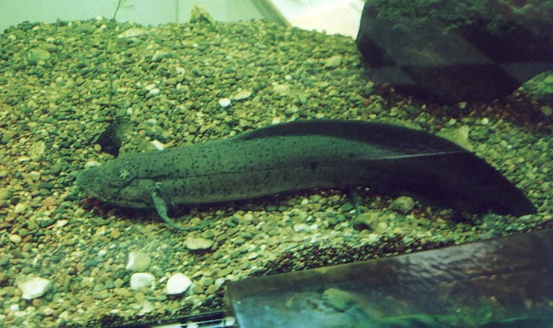 Lungfish | Animal Database | Fandom