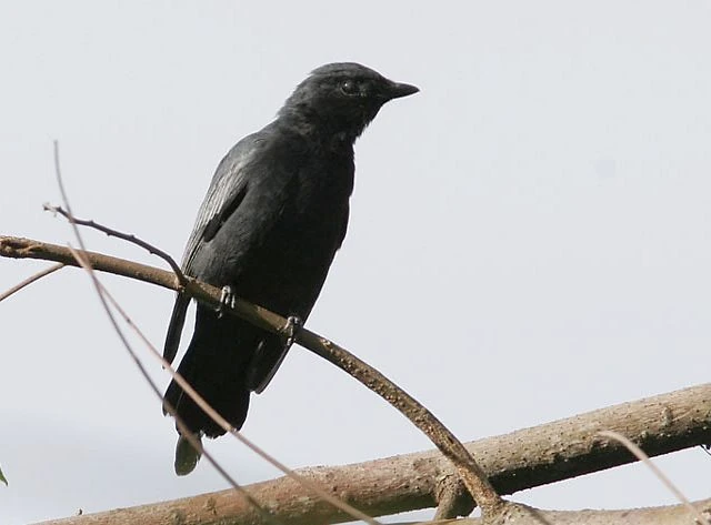 Sulawesi Cicadabird | Animal Database | Fandom