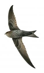 Dark-rumped Swift | Animal Database | Fandom
