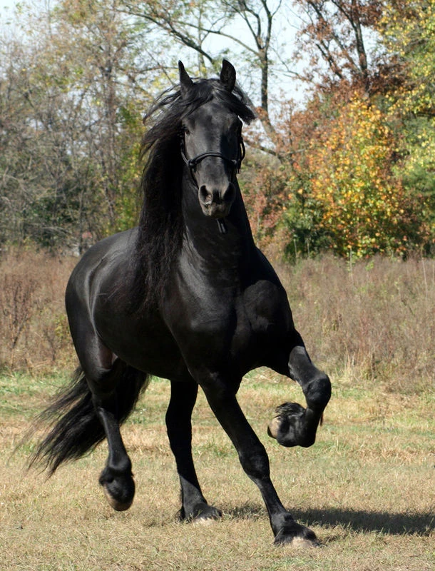 Friesian | Animal Database | Fandom