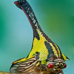 South American Insects