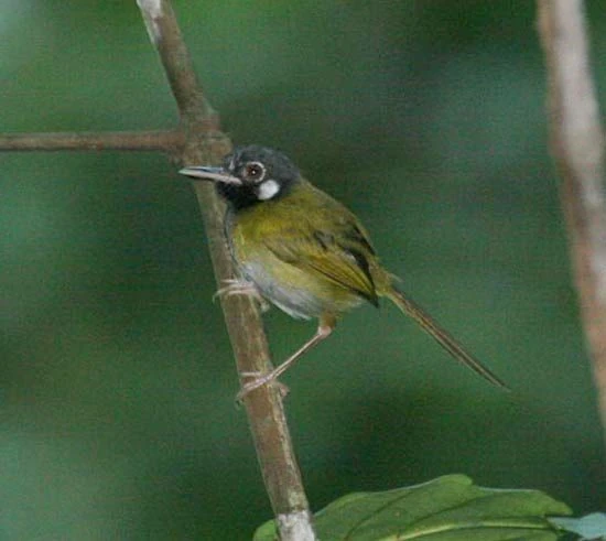 White-eared Tailorbird | Animal Database | Fandom