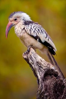 Damara Red-billed Hornbill | Animal Database | Fandom