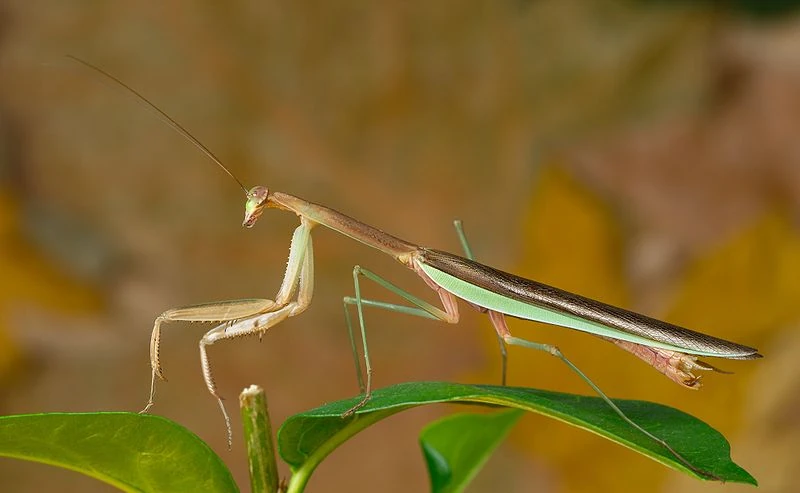 Chinese Mantis | Animal Database | Fandom