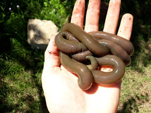 Adelaid Giant Earthworm (Microchaetus klopperi) | Animal Database | Fandom