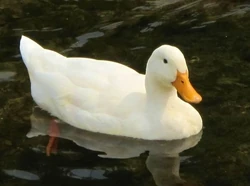 Domestic Duck | Animal Database | Fandom