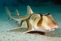 Bullhead shark | Animal Database | Fandom
