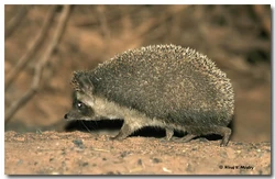 Indian Hedgehog | Animal Database | Fandom