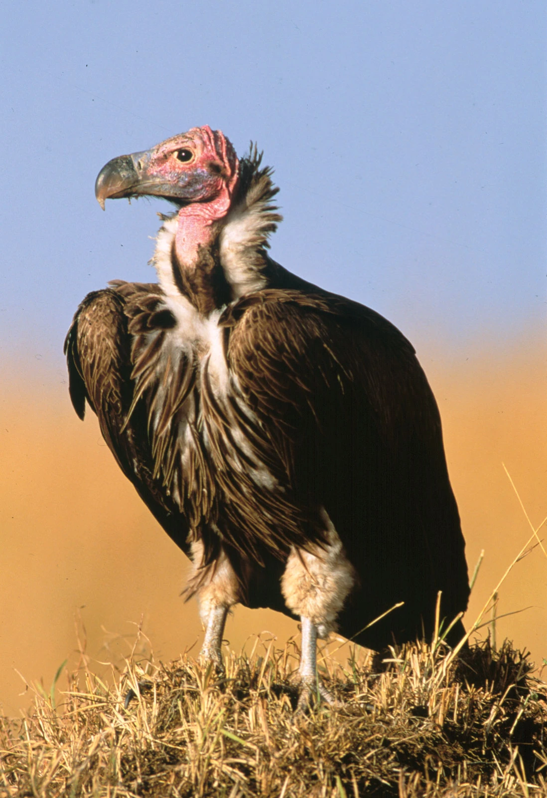Lappet Faced Vulture
