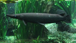 Alligator Gar | Animal Database | Fandom