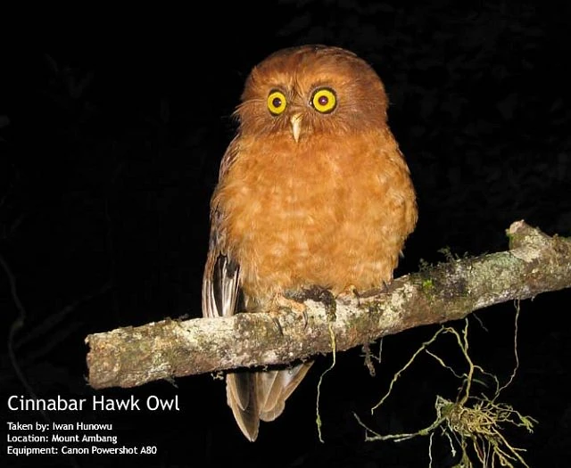 Cinnabar Boobook | Animal Database | Fandom