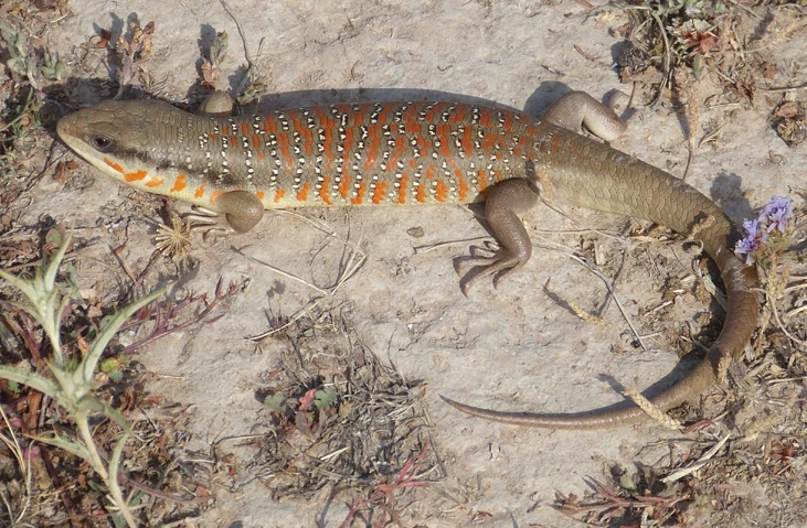 Algerian Orange-tailed Skink | Animal Database | Fandom