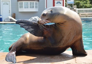 Makaia | Animal Database | Fandom