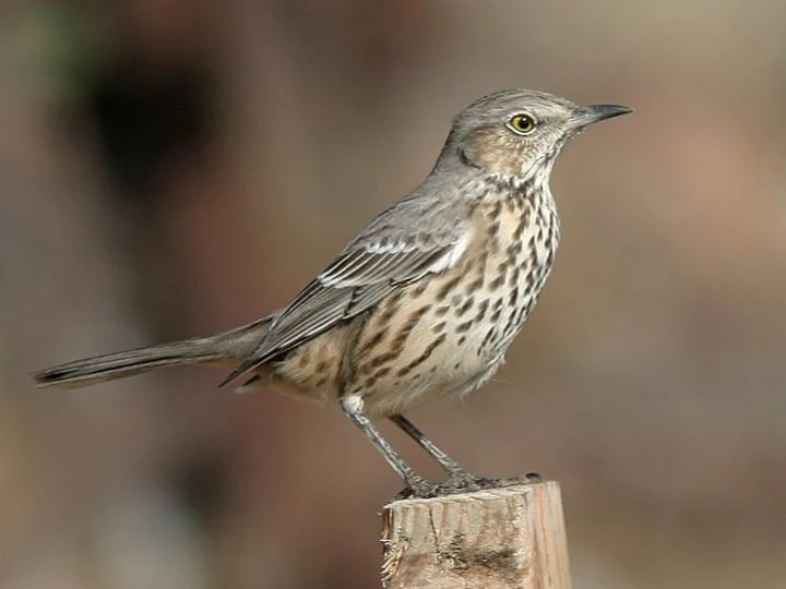 Sage Thrasher | Animal Database | Fandom