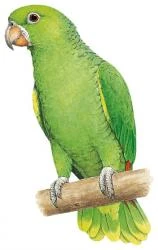 Kawall's Amazon | Animal Database | Fandom