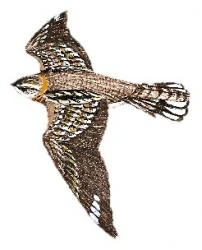 White-tailed Nightjar | Animal Database | Fandom