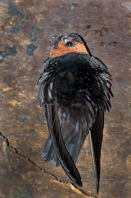 Chestnut-collared Swift | Animal Database | Fandom