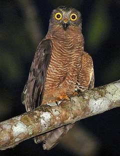 Halmahera Boobook | Animal Database | Fandom