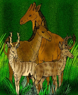 Climacoceratidae | Animal Database | Fandom