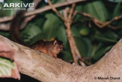 Nicobar Treeshrew | Animal Database | Fandom