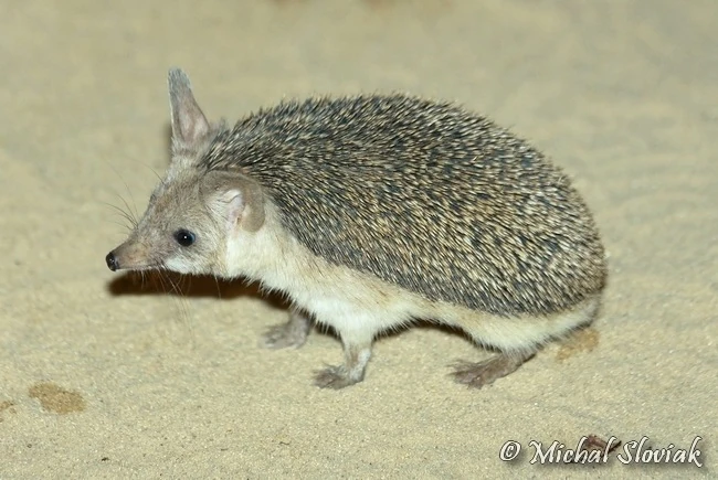 Long-eared Hedgehog | Animal Database | Fandom