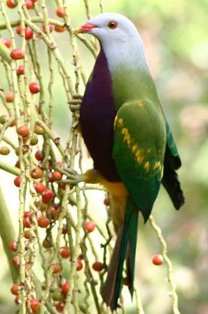 Wompoo Fruit Dove | Animal Database | Fandom