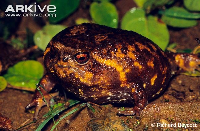 Forest Rain Frog | Animal Database | Fandom