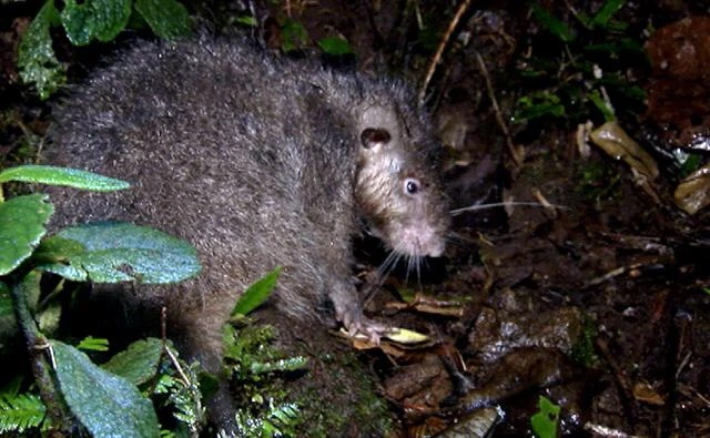 Subalpine Woolly Rat | Animal Database | Fandom