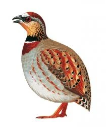 Arborophila | Animal Database | Fandom