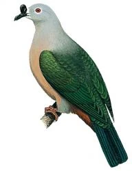 Pacific Imperial Pigeon | Animal Database | Fandom