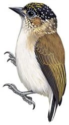 Greyish Piculet | Animal Database | Fandom