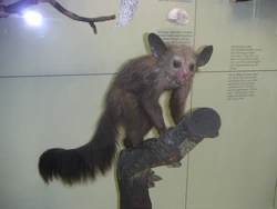 Giant Aye-Aye | Animal Database | Fandom